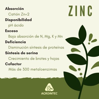 ZINC, MICRONUTRIENTE ESENCIAL PARA LAS PLANTAS – Agrointec